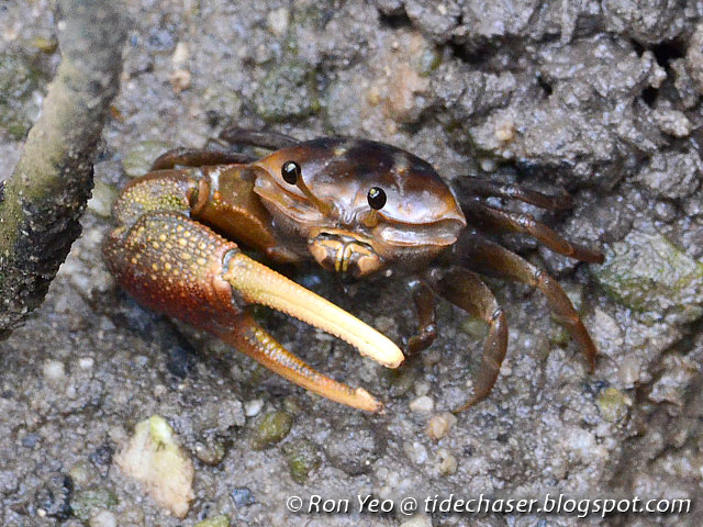 tHE tiDE cHAsER: Ocypodid Crabs (Phylum Arthropoda: Family Ocypodidae ...