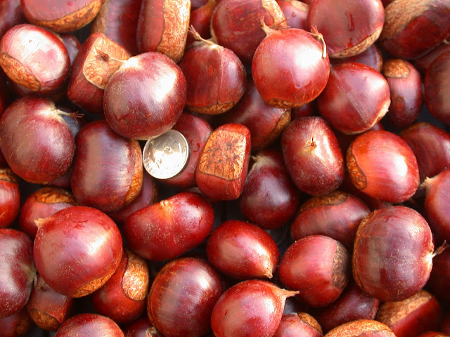 The Badgersett Growers Blog: Sorry - Can't Ship Chestnuts For Thanksgiving-