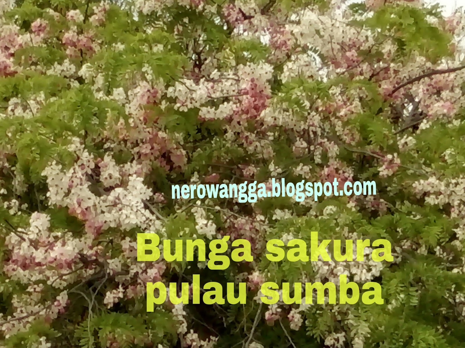 Indahnya Bunga Sakura Pulau Sumba-NTT