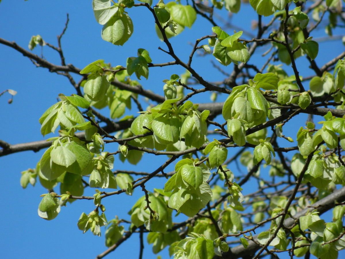LA MULTI ANI, ROMANIA!: Frunze tinere de tei