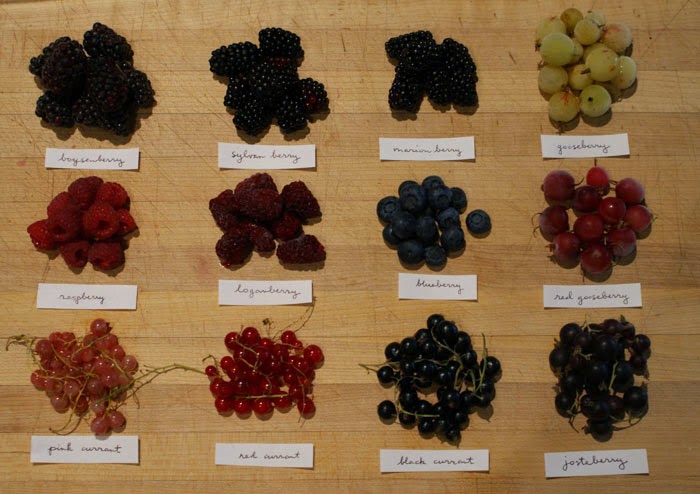 exactly 57 years ago boysenberries were discovered