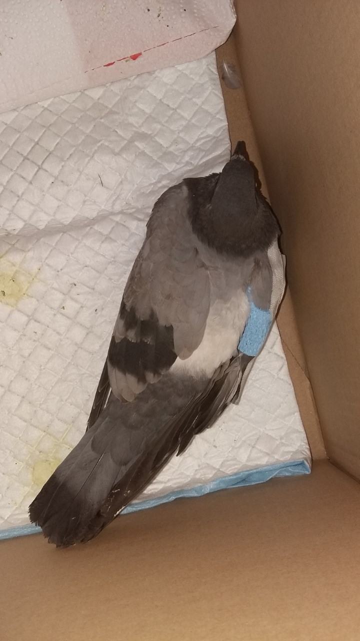 Mis amigas las palomas: Tratamiento ALA ROTA