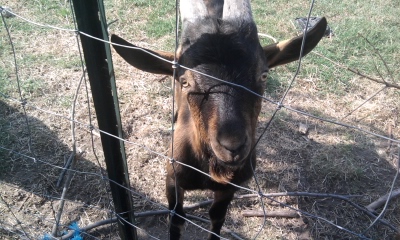 Sierra Pack Goats Blog: How to Saddle a Goat