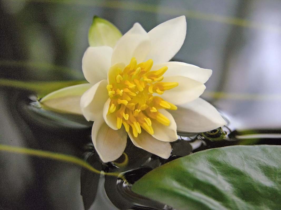 Những hình ảnh đẹp của hoa súng | Hình ảnh hoa đẹp, hoa sinh nhật, hoa cưới