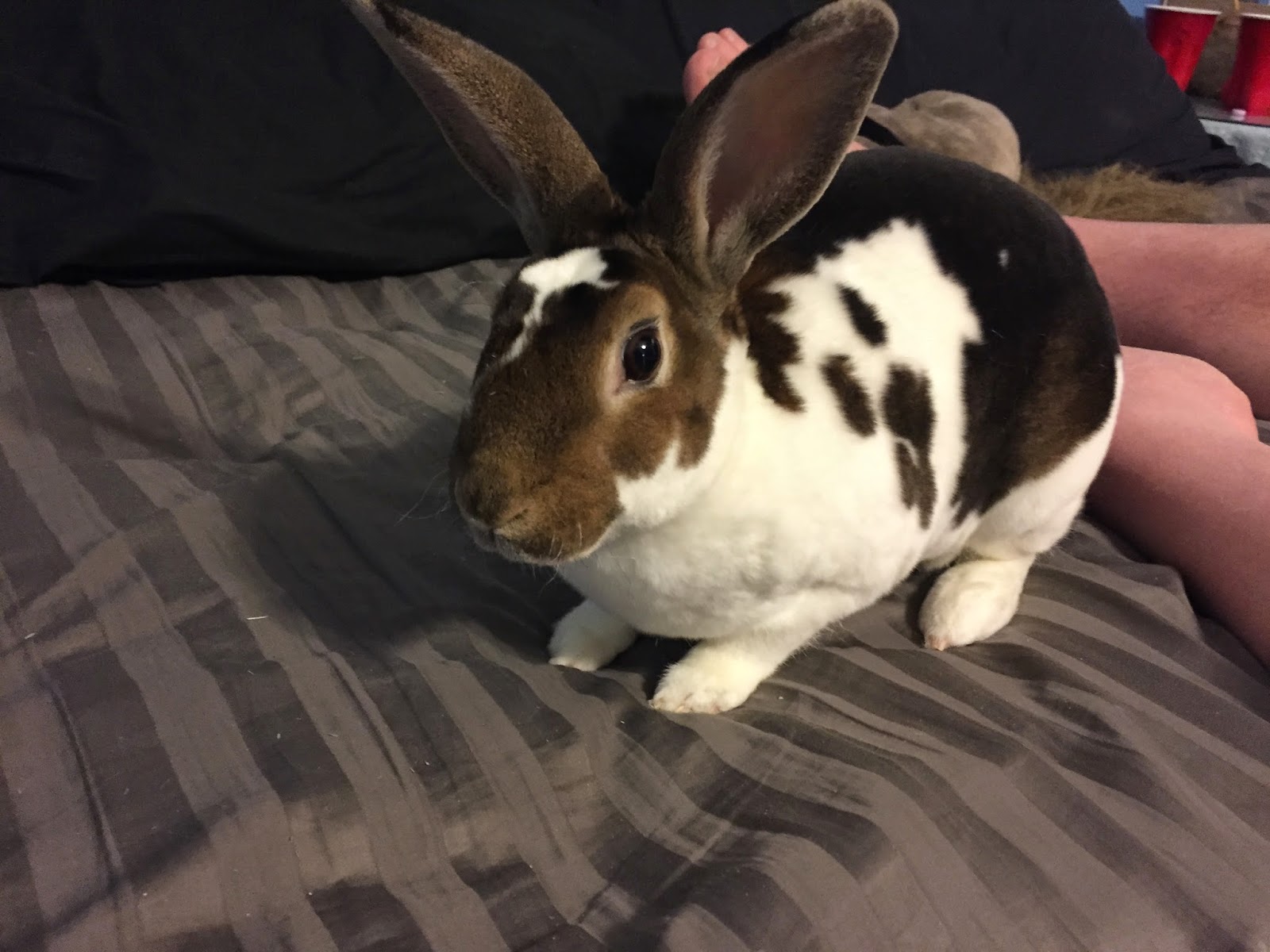 Fart Bunnies: Rabbit Pedicures