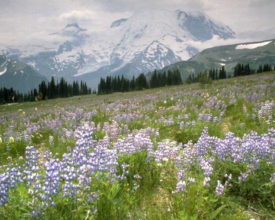 Most Popular Photos And Wallpapers: Most Beautiful Amazing Desktop ...