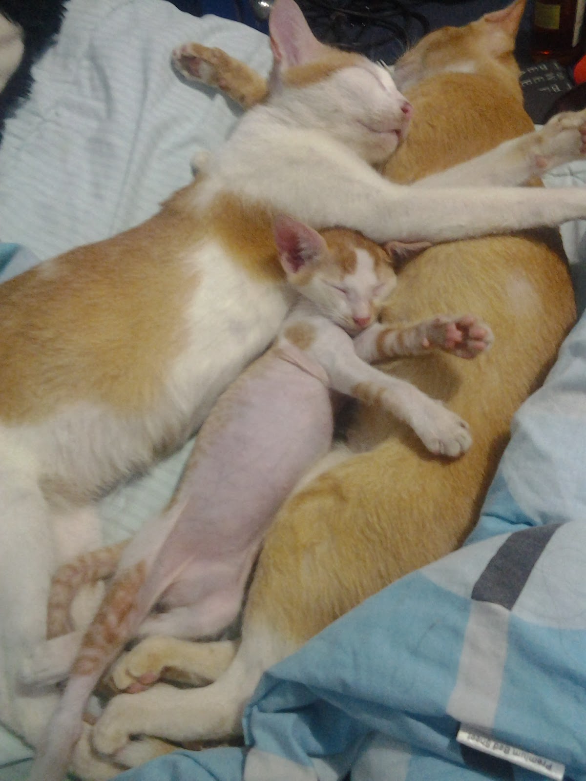 hewan lucu 2016: kucing berdoa kepada allah Images