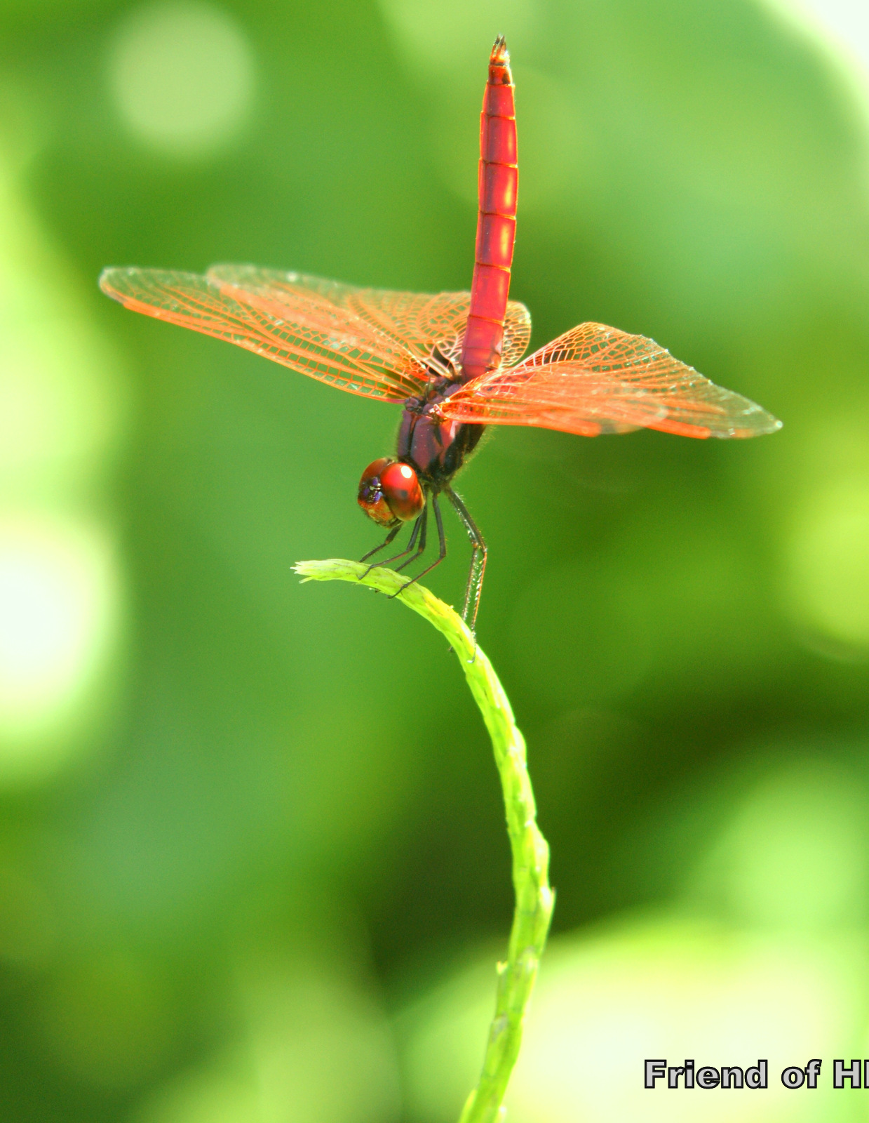 Photographic Wildlife Stories in UK/Hong Kong: Pretty Dragonflies