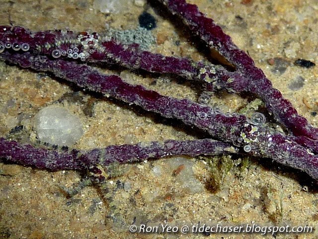 tHE tiDE cHAsER: Brittle Stars (Phylum Echinodermata: Class Ophiuroidea ...
