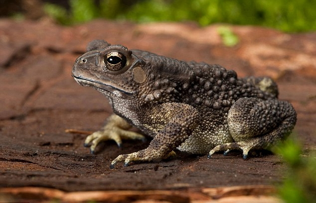 Hypnogoria: FOLKLORE ON FRIDAY - A Cure of Toads