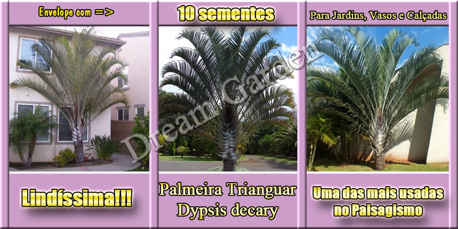 Palmeira Triangular - Dypsis decary