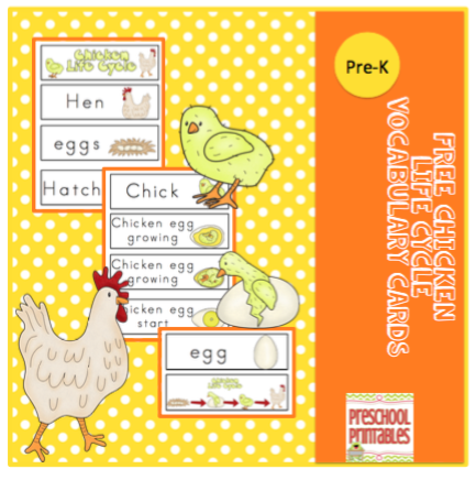 Free Chicken Life Cycle Vocabulary Cards ~ Preschool Printables