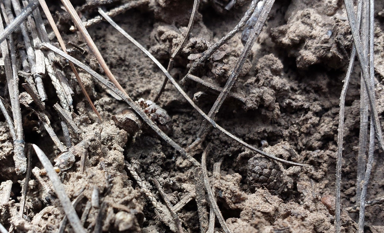weltanschuuang: Two Soils from the Manzano Mountains