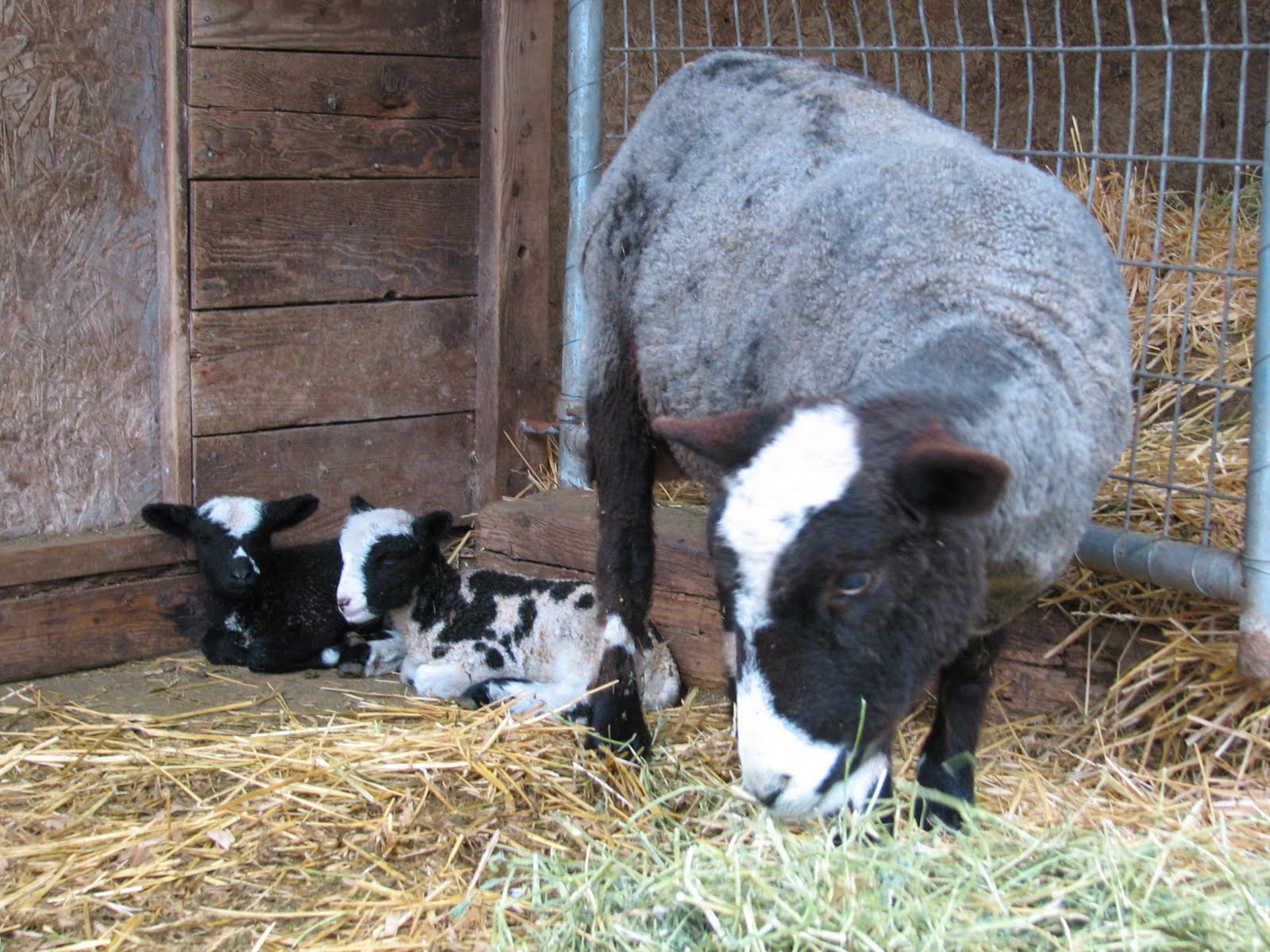 Red Dog, Spotted Sheep: Lambs ! 2011 Jacob Sheep Lambs