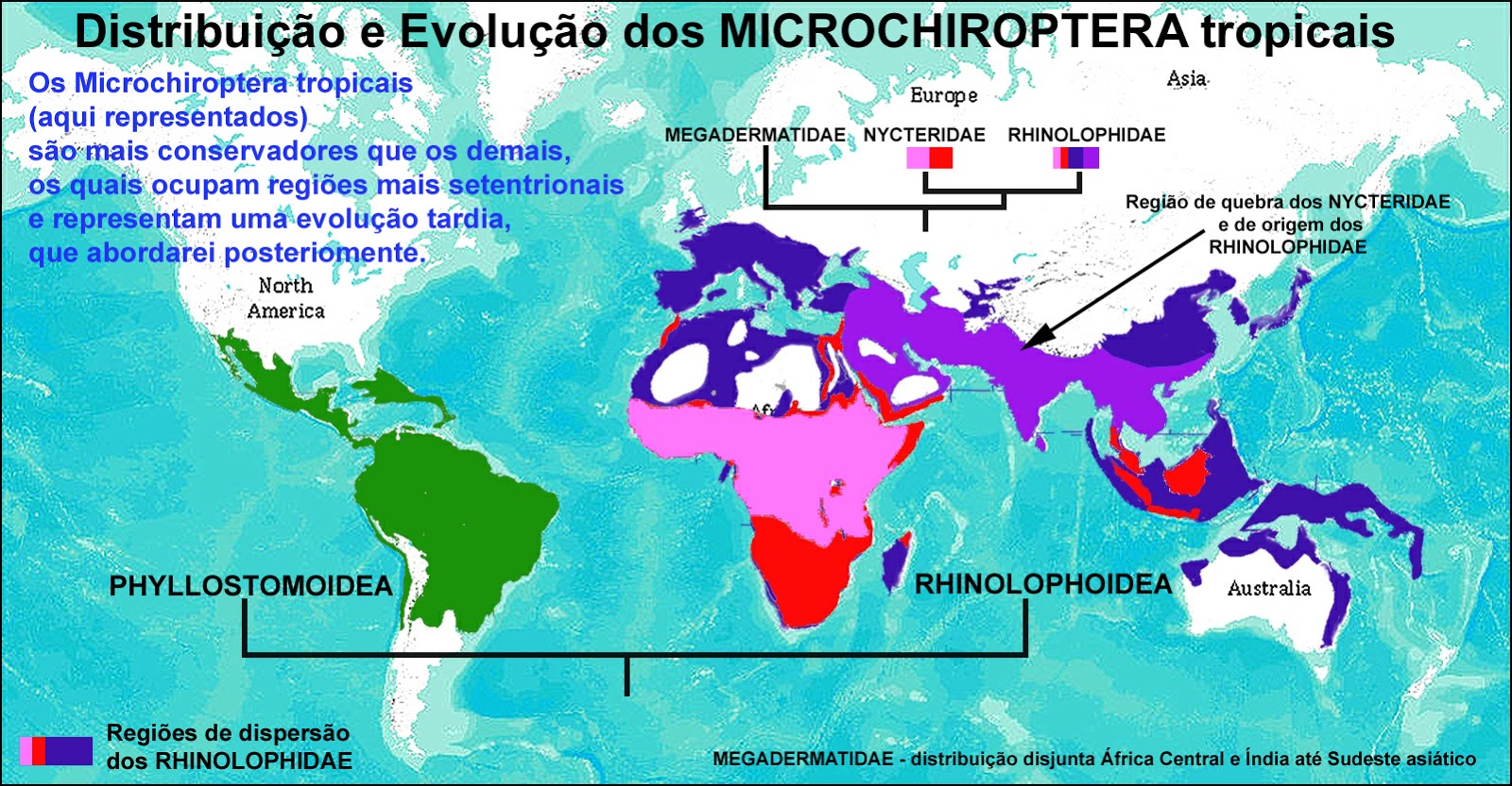 "A EVOLUÇÃO DOS MAMÍFEROS" THE Evolution OF THE MAMMALS: CHIROPTERA ...