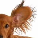 Universo Animal: Anatomía curiosa de los perros