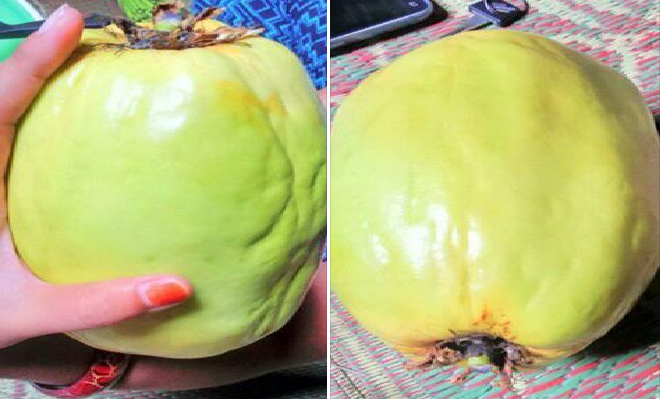 Luar Biasa!! INILAH 15 Manfaat Buah Erbis Dari Bikin Mata & Jantung ...