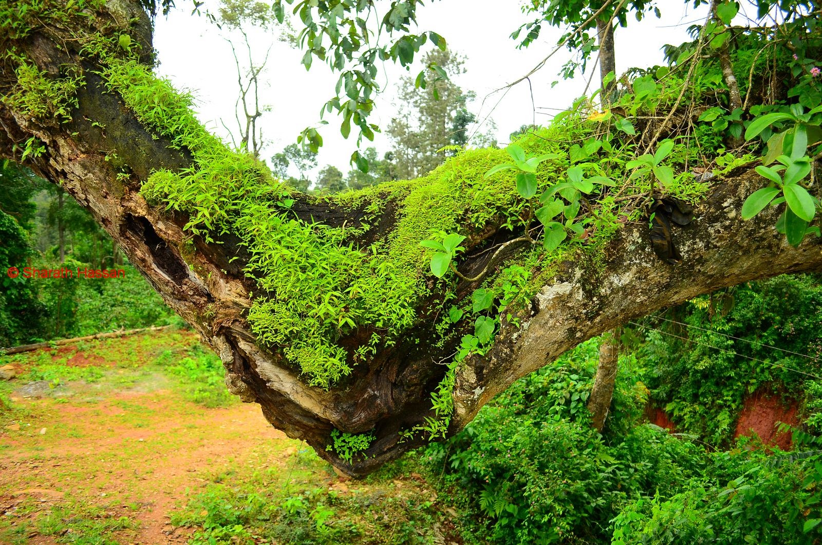Sharath Hassan A Travelling Photographer: Angadi Nature