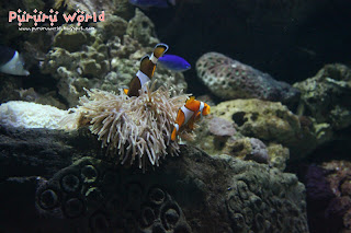 A Day at SeaWorld Indonesia | Milk Mochi