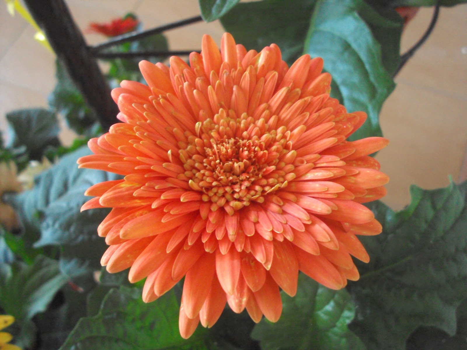 Hitam Putih Kehidupan: BUNGA DAISY