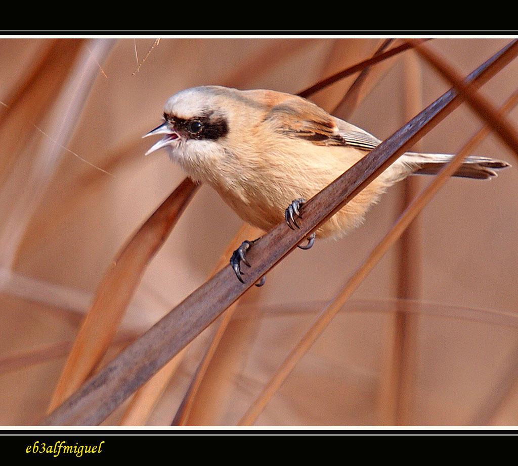 Miguel fotografia: Pájaro moscón (Remiz pendulinus)