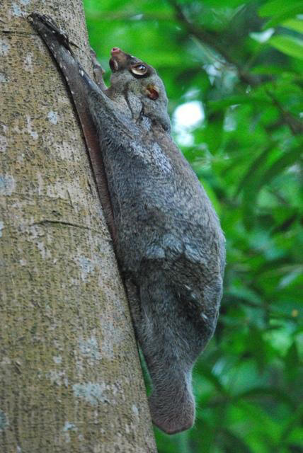 Singapore Wild Animals: Colugo
