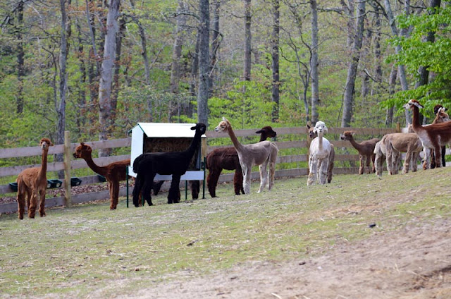Martha's Vineyard Vacation Home Rental
