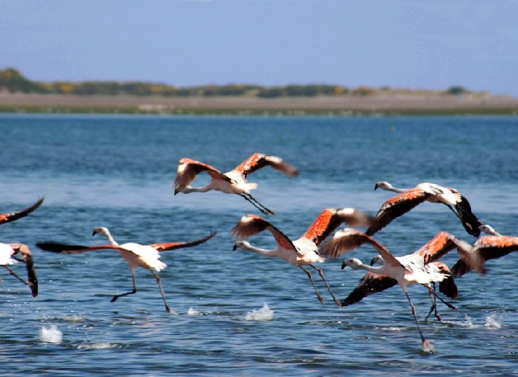 mundodeanimal: Migración de las aves