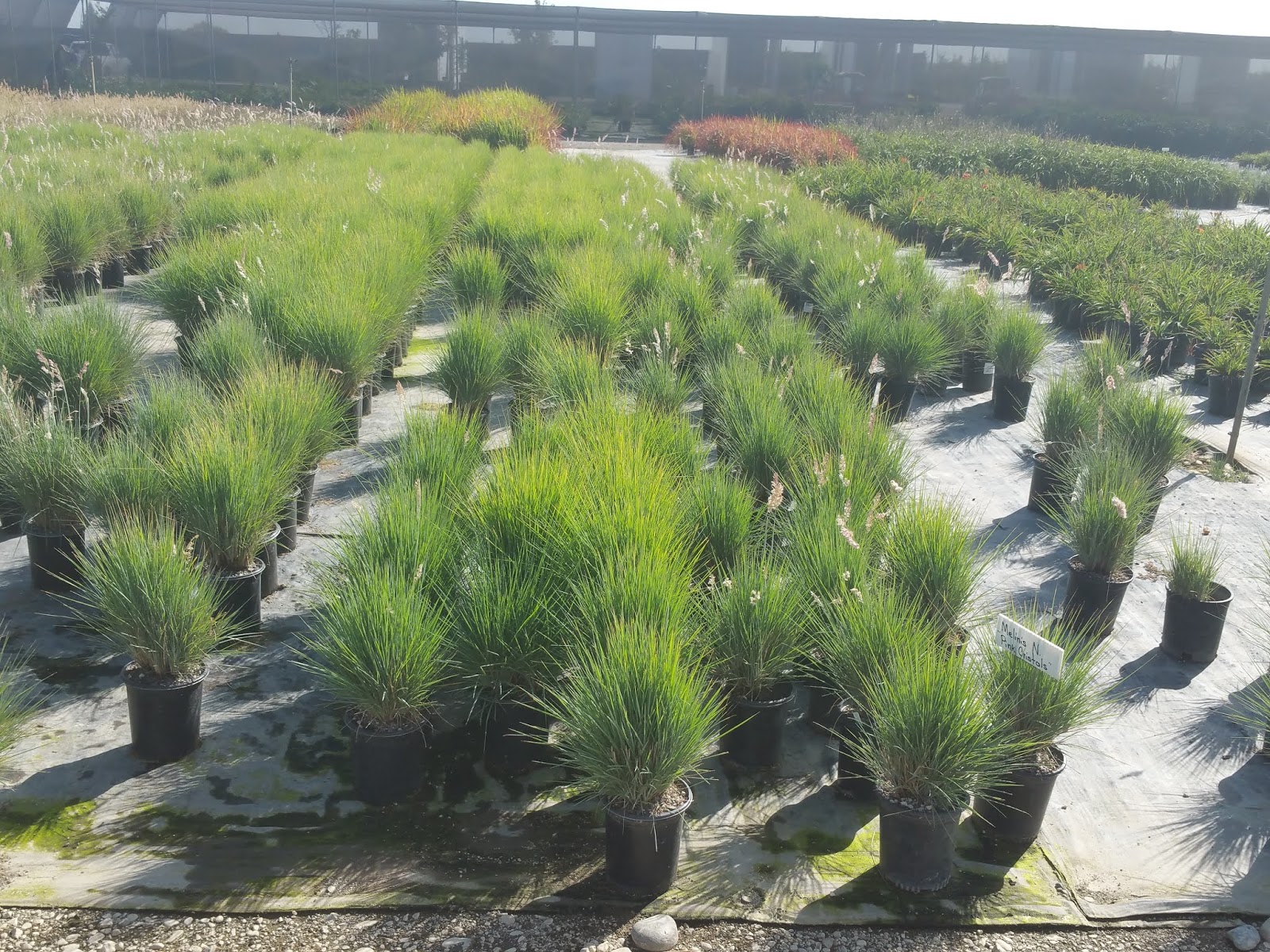 Recent Plant Photos at Western Tree Nursery: Melinis nervigilumis 'Pink ...
