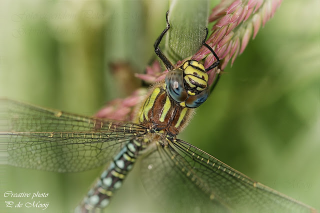 De Alblasserwaard: De grote libellen zijn los in de Krimpenerwaard