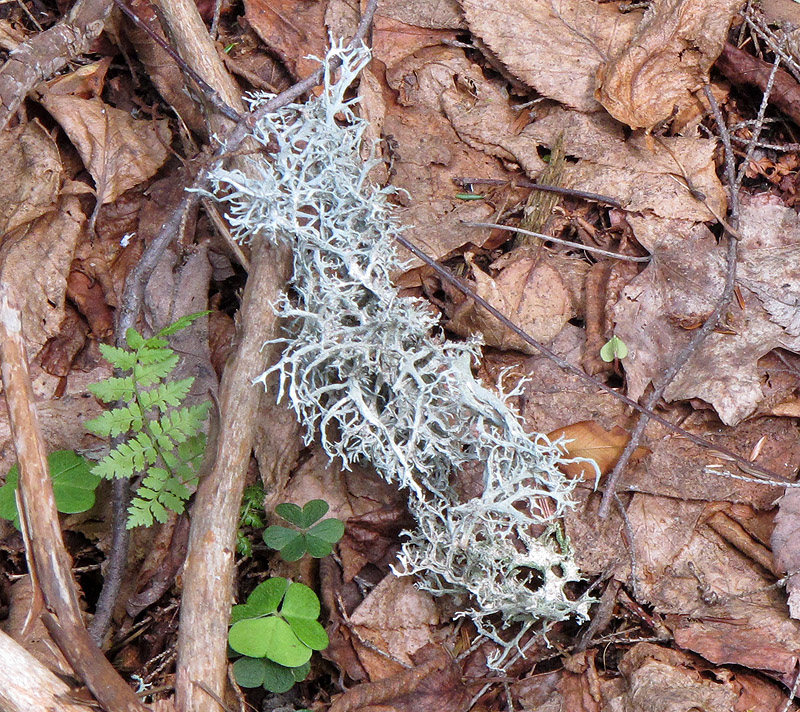 Squirrel's View: Some Lichens of West Virginia
