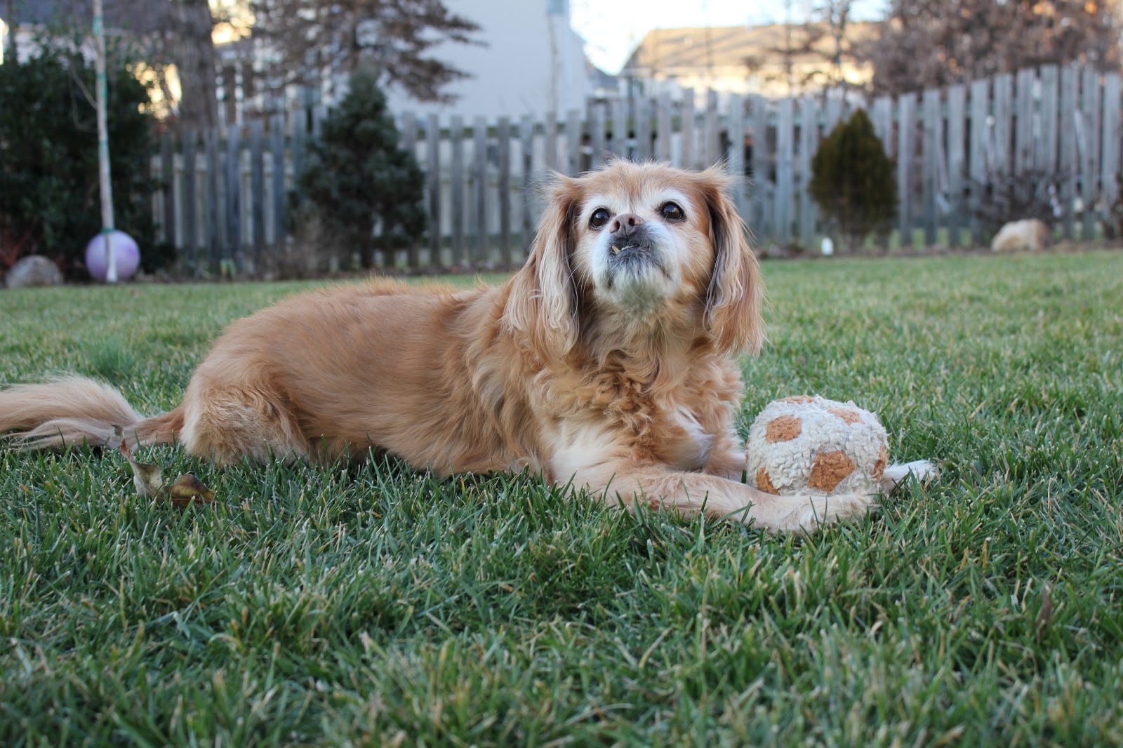 In Memory - Bebe the dog