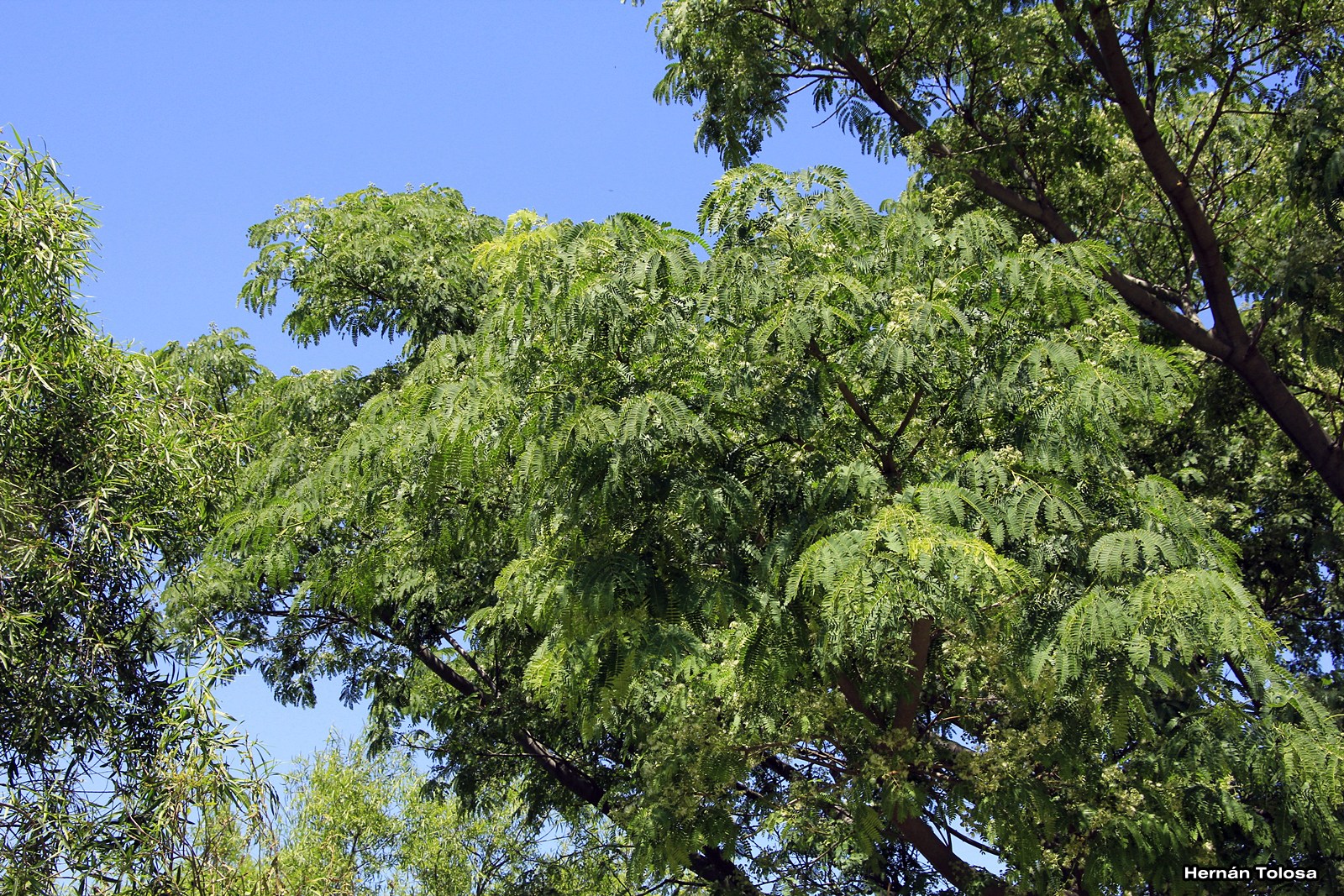 Flora Bonaerense: Timbó (Enterolobium contortisiliquum)