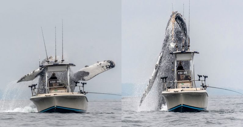 Μassive humpback whale bursting through the sea next to fishing boat