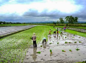 Top 12 Rice-Producing Provinces in the Philippines 2013 - List 2