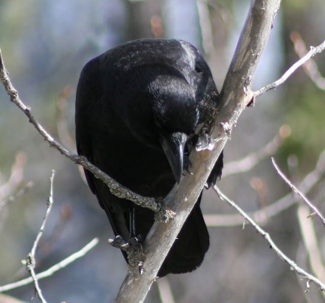Collection of different birds : Colors, Beauty , Cuteness - Animal Info