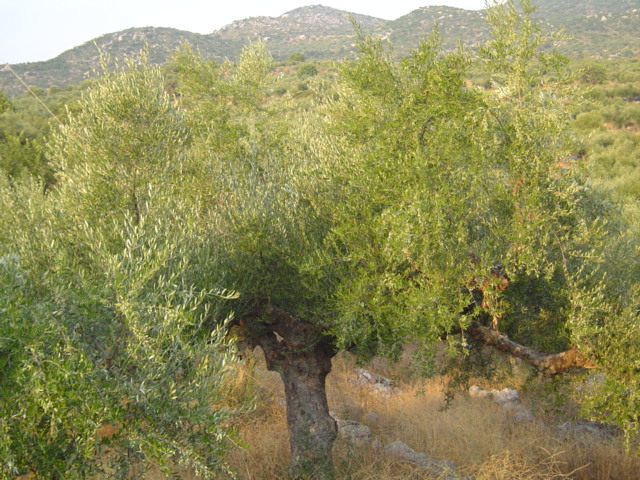 ΜΕΣΣΗΝΙΑΚΗ ΠΑΡΑΔΟΣΗ, ΛΑΟΓΡΑΦΙΑ και ΤΟΥΡΙΣΜΟΣ.: ΤΟ ΛΑΔΙ ΤΗΣ ΜΕΣΣΗΝΙΑΣ ...