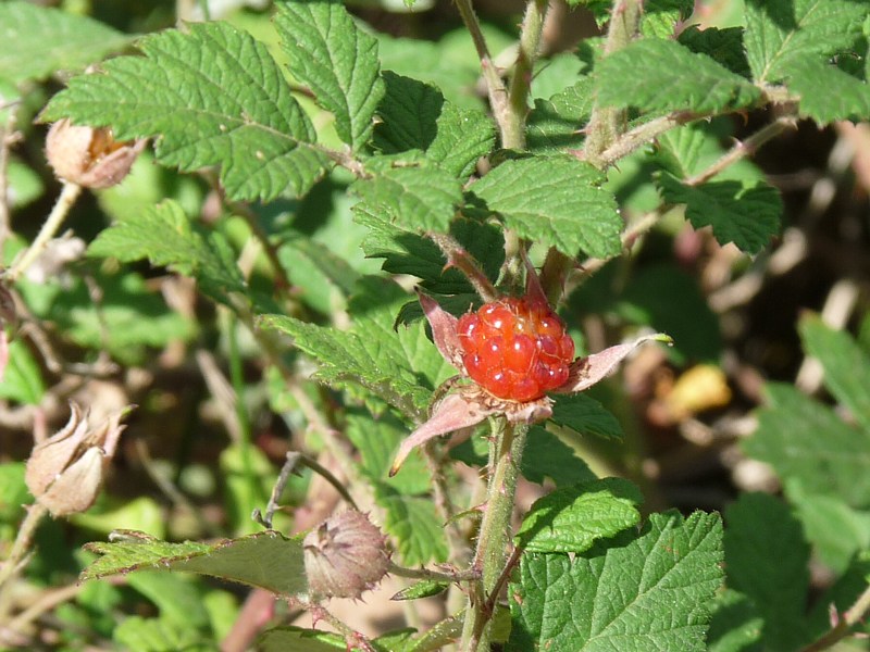 Ian Fraser, talking naturally: Taken as Red; more on plants