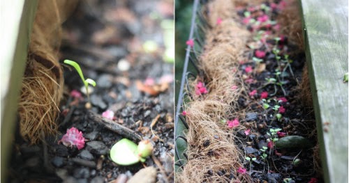 Fall Planting & Garden Updates | 17 Apart