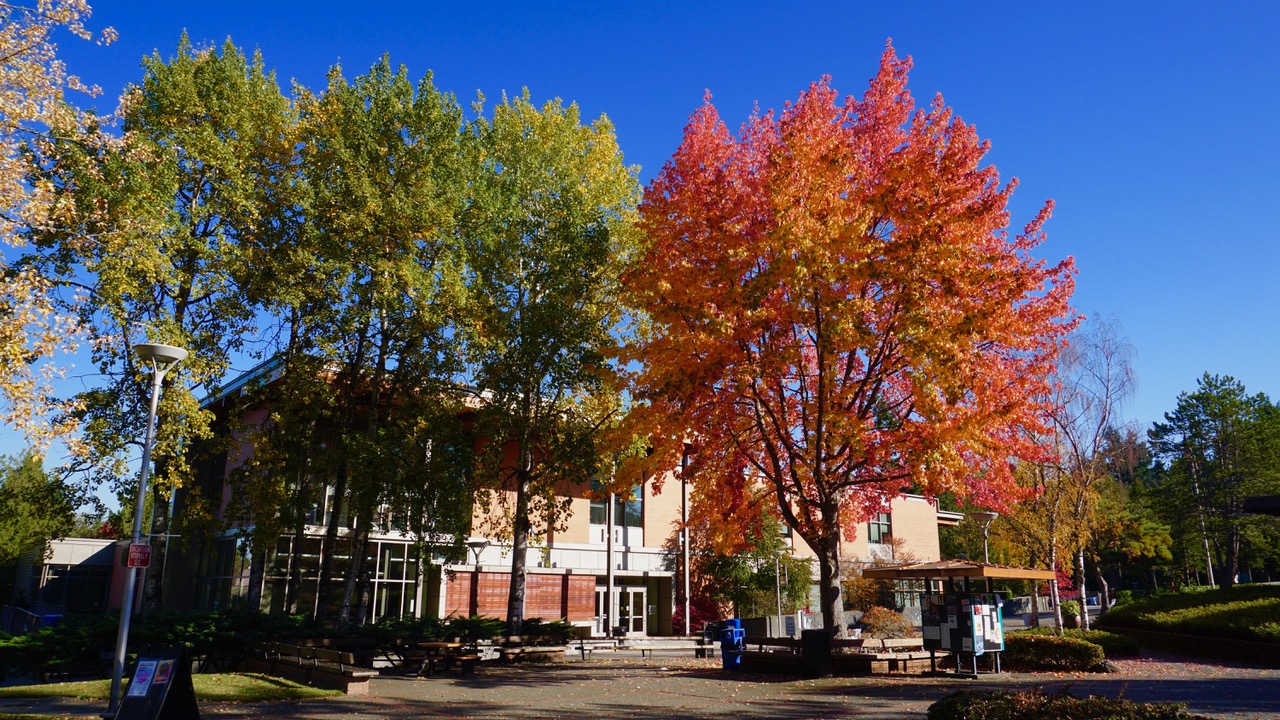 Shoreline Area News: Tree Campus USA - Shoreline Community College ...
