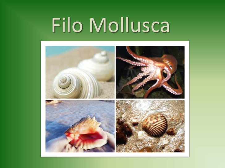 Filo mollusca | Biologia: A ciência da vida