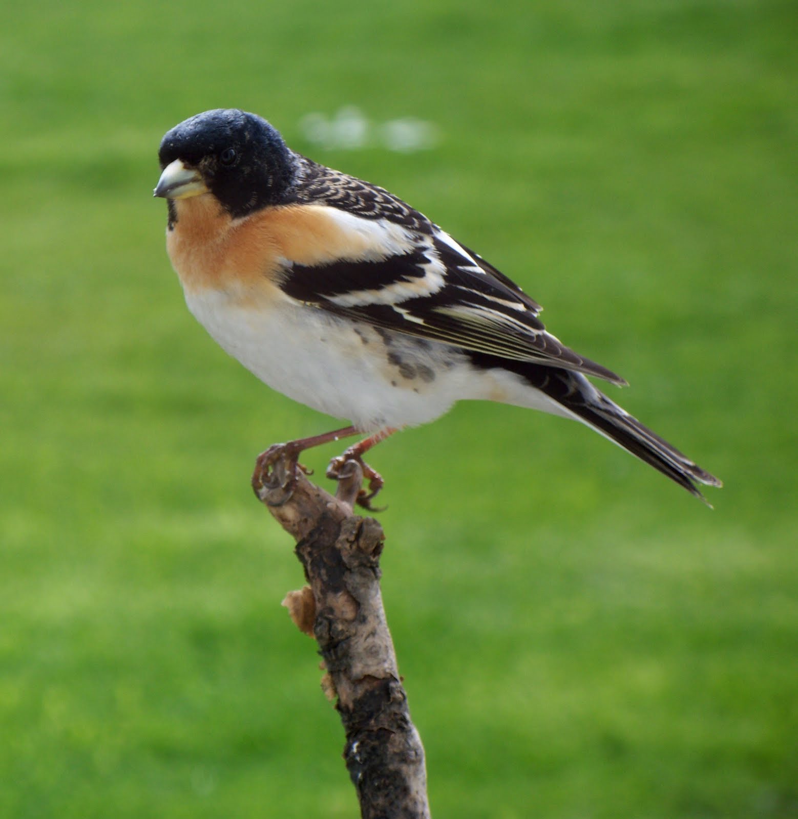 Fair Isle: Black Headed Brambling - adult male in full breeding Summer ...