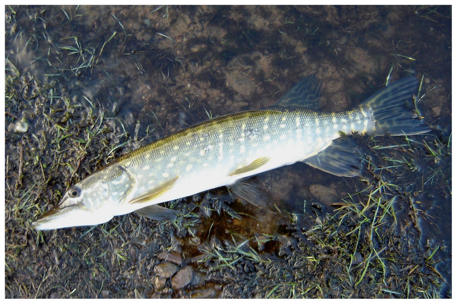 Wild Hillend Pike