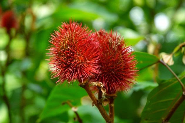 Medicinas del Alma: Beneficios del Achiote