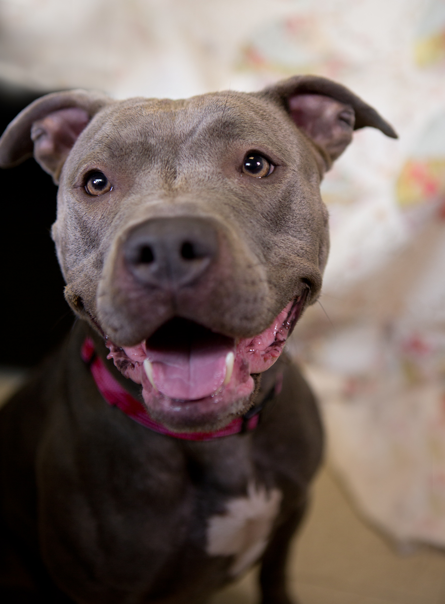 Shelter Dogs of Portland: "TILLY" sweet little grey brindle Pitbull