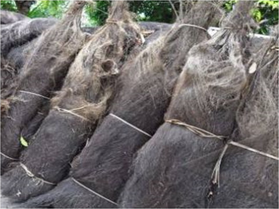 IJUK MURAH DI SAMARINDA