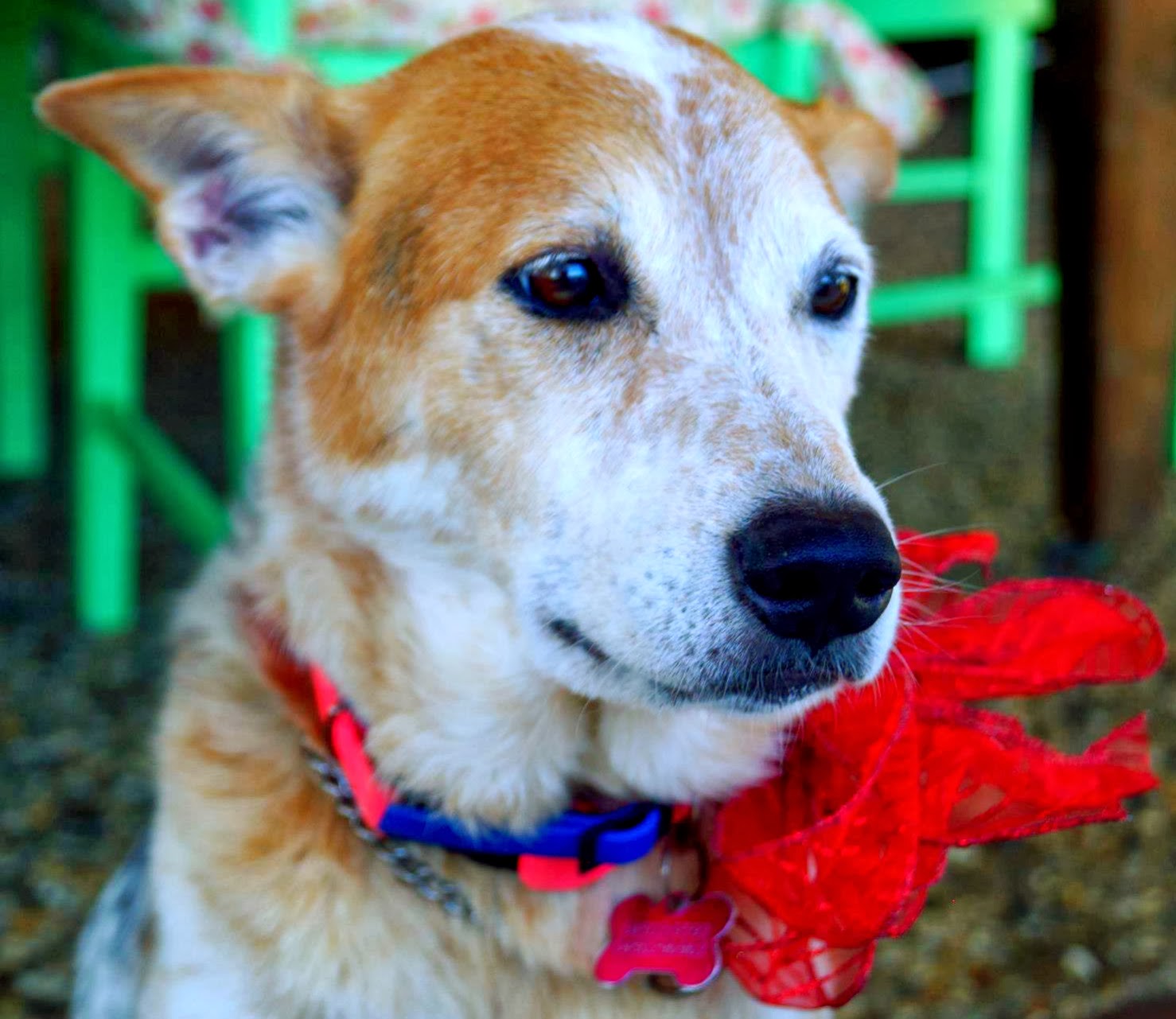 Ginger and Rupert: Ginger and Rupert