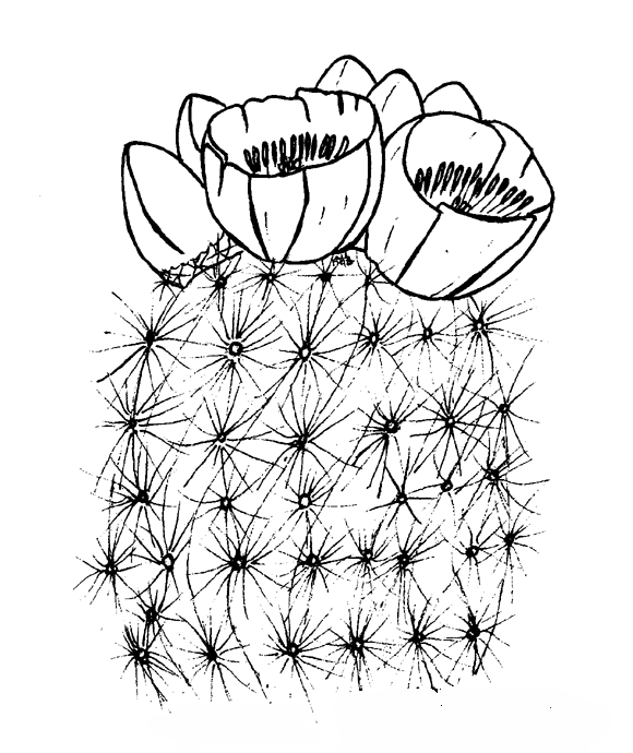 universul copiilor: Imagini de colorat cactus