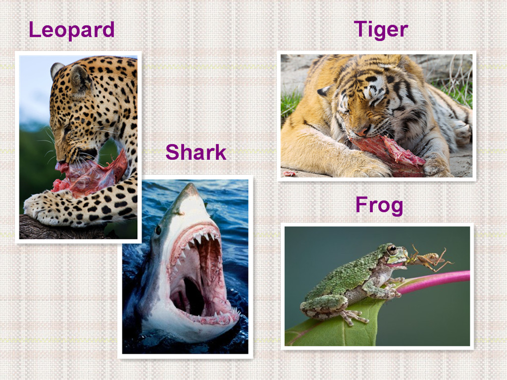 Animals 2 Feeding Habits Of Animals animals-2-feeding-habits-of-animals