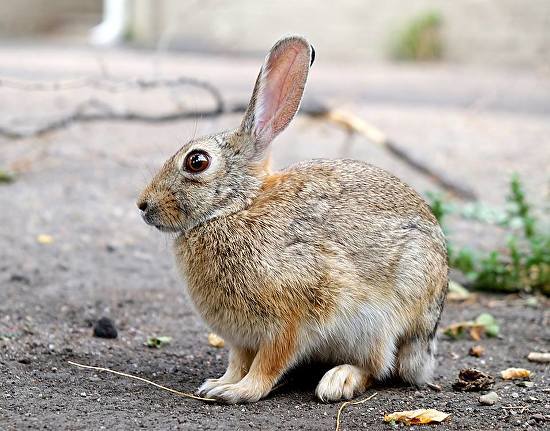 Photographers International: Wildlife Photography, Rabbit,Bunny,"Wild ...